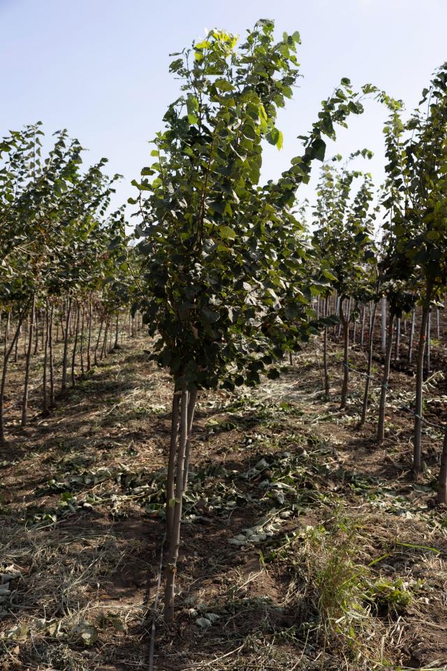 Tei cu frunza mica (Tilia cordata) - (10-12 cm) | HIRIS GARDEN EXPERT ...