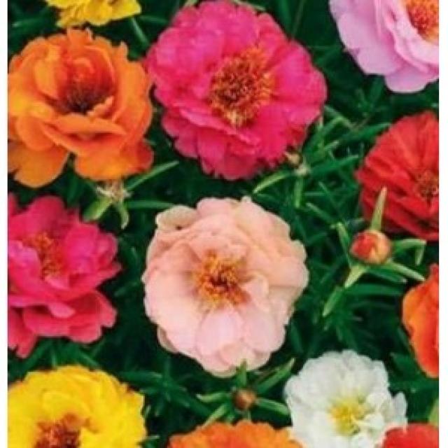 Flori - flori de piatra mix n32 | DRAGONVET SRL | Ghidul Primariilor