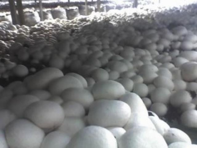 LINIE PROCESARE CIUPERCI - SPALARE, FELIERE, USCARE, AMBALARE | UTILAJE ...